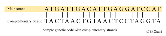 The DNA RNA And Proteins