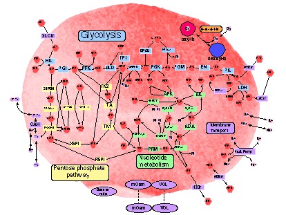 E-CELL2 USER'S MANUAL (version 1.1 beta)